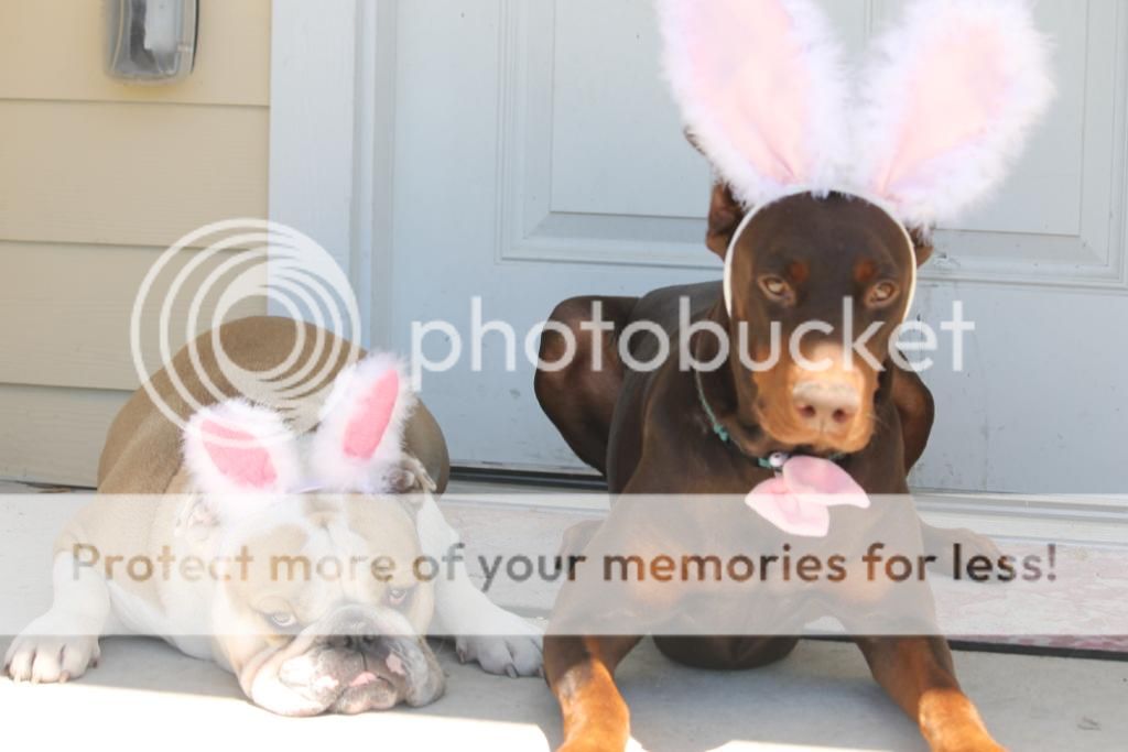 Easter Buddies! Photo Bomb | Doberman Forum : Doberman Breed Dog Forums
